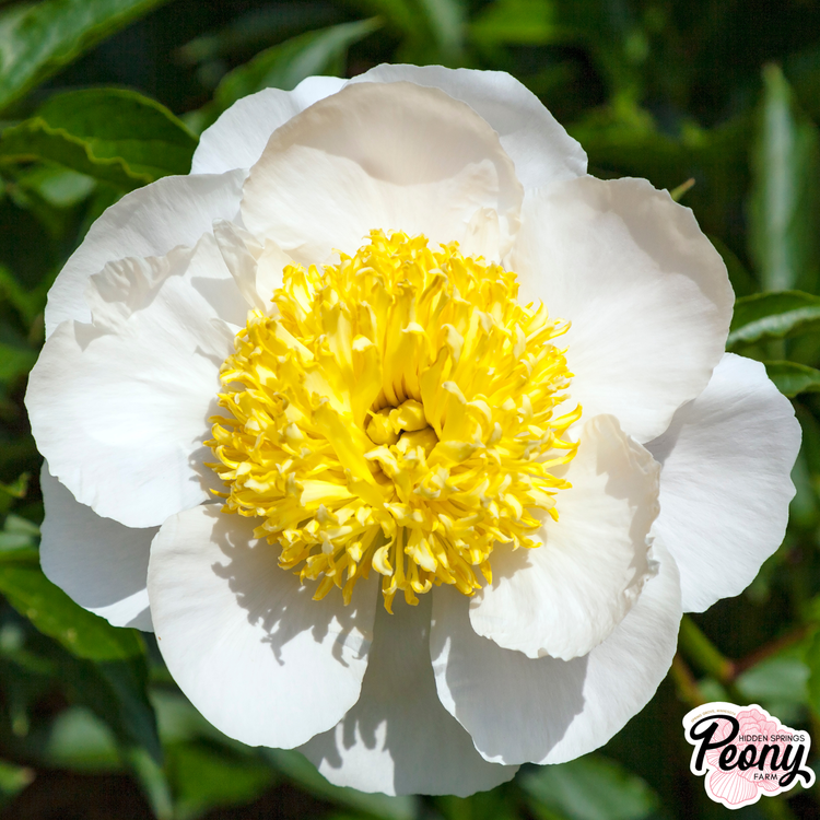 Shop Bare Root Peonies — Hidden Springs Peony Farm