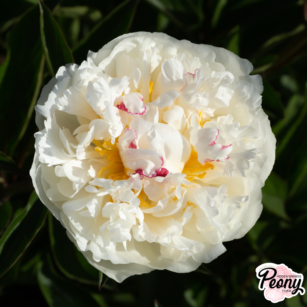 Shop Bare Root Peonies — Hidden Springs Peony Farm