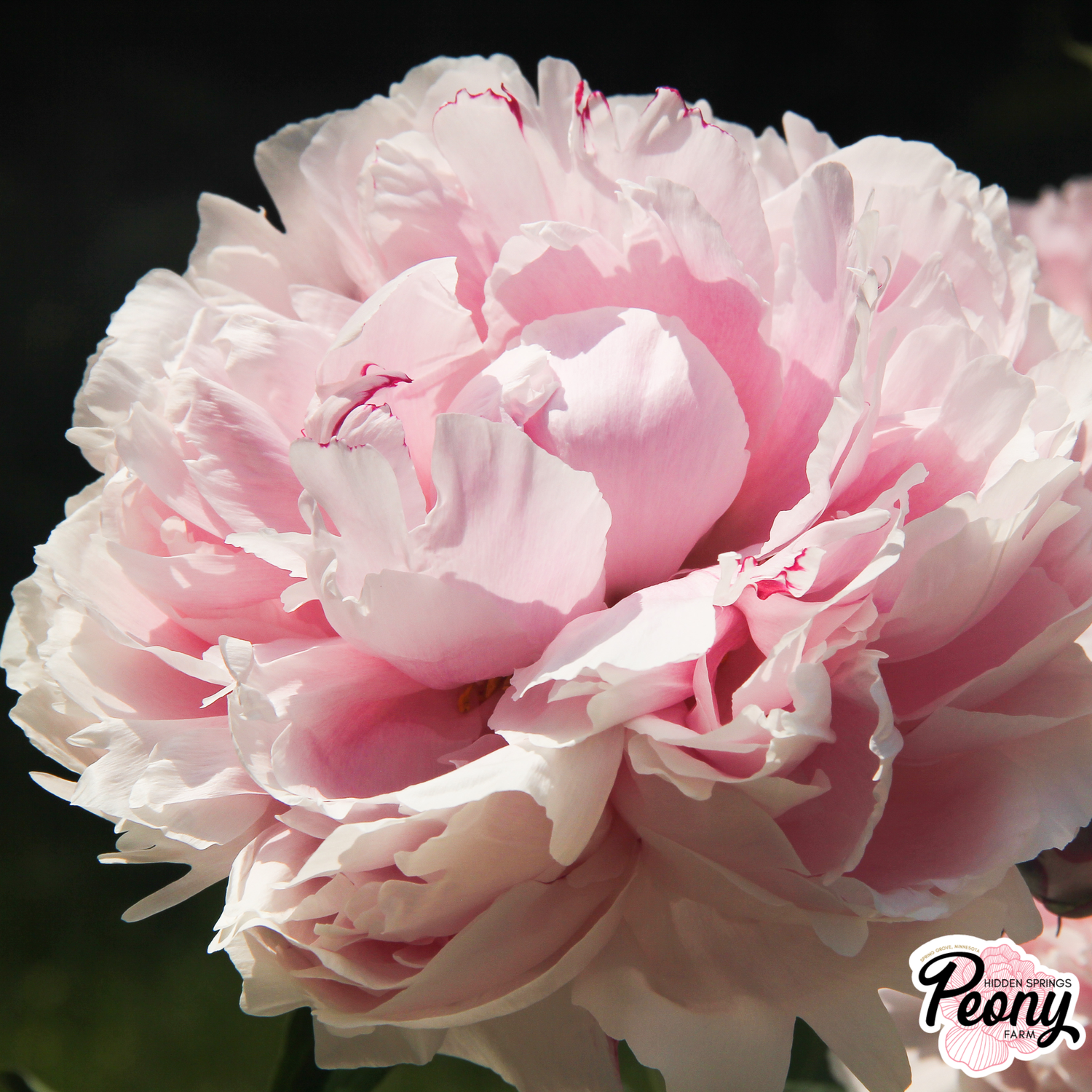 Shop Bare Root Peonies - Free Shipping on orders over $175 — Hidden ...