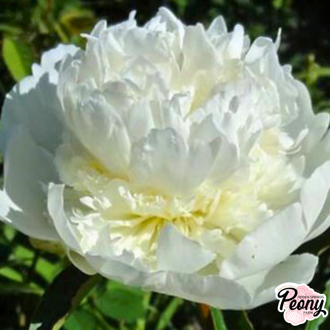 Shop Bare Root Peonies — Hidden Springs Peony Farm