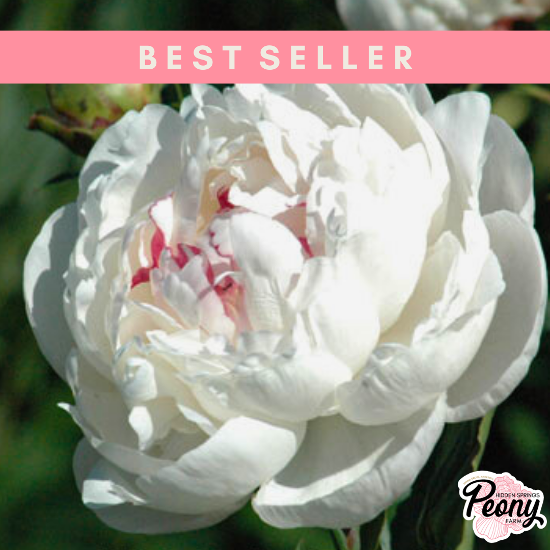 Myrtle Gentry Peony — Hidden Springs Peony Farm