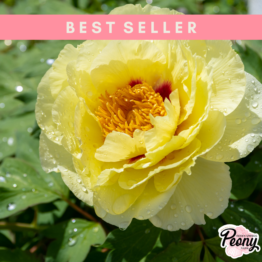 All about Itoh and Intersectional peonies — Hidden Springs Peony Farm