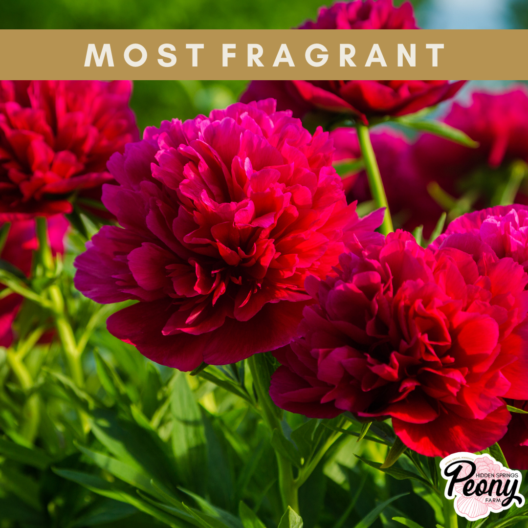 Fern Leaf Peony (P. Tenuifolia) — Hidden Springs Peony Farm