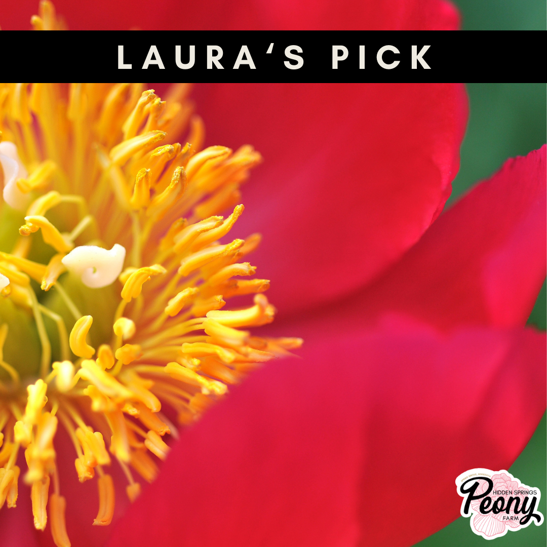 Fern Leaf Peony (P. Tenuifolia) — Hidden Springs Peony Farm