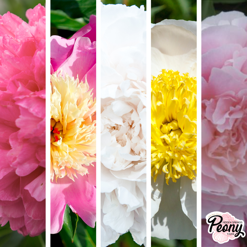 Shop All Peonies — Hidden Springs Peony Farm