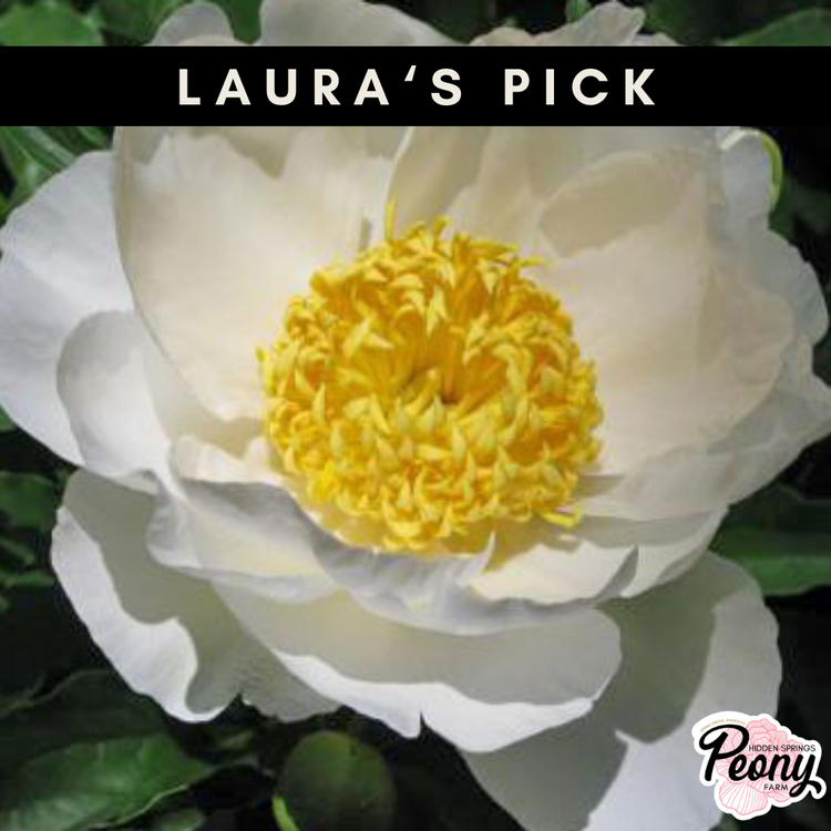 Shop Bare Root Peonies — Hidden Springs Peony Farm