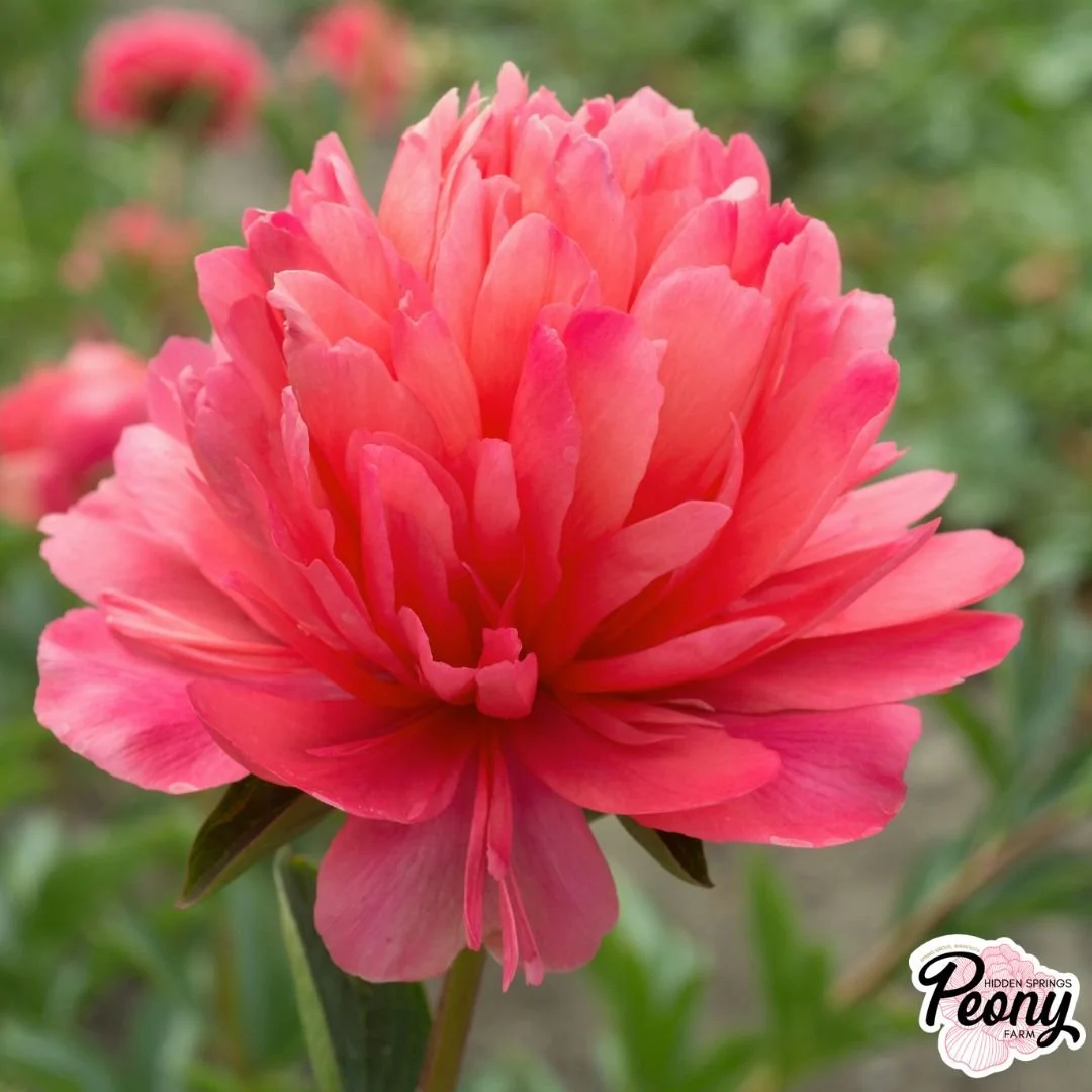 Coral Sunset Peony — Hidden Springs Peony Farm