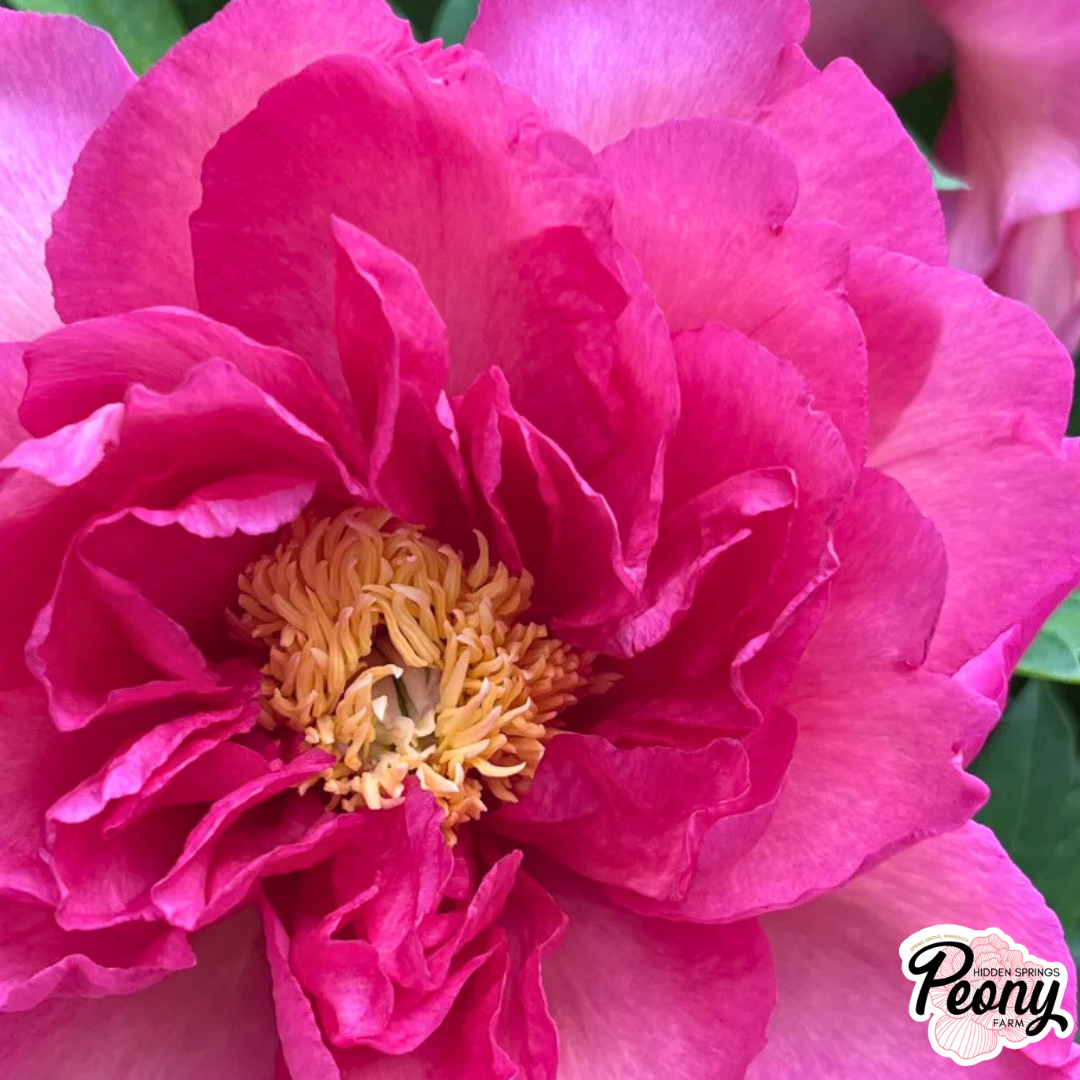 Shop Bare Root Peonies - Free Shipping on orders over $175 — Hidden ...