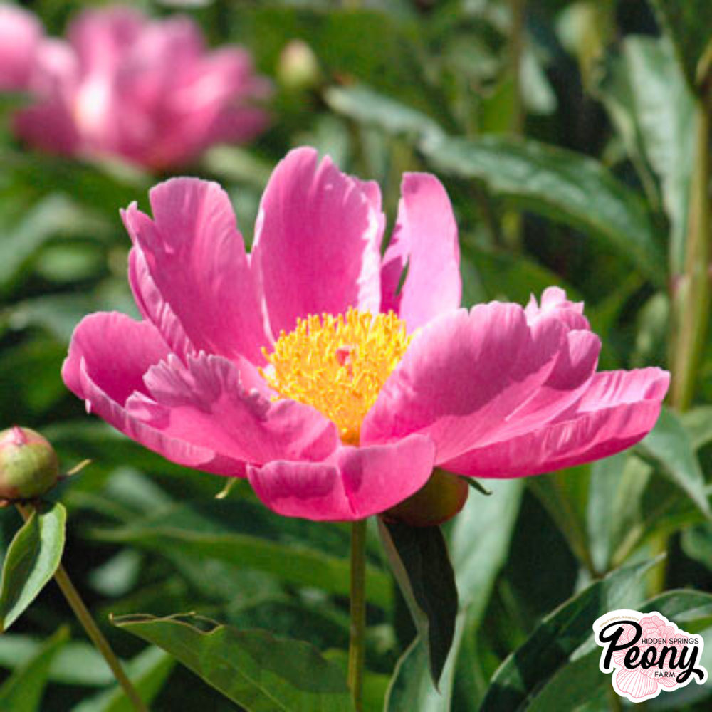 The Six Official Peony Flower Forms — Hidden Springs Peony Farm