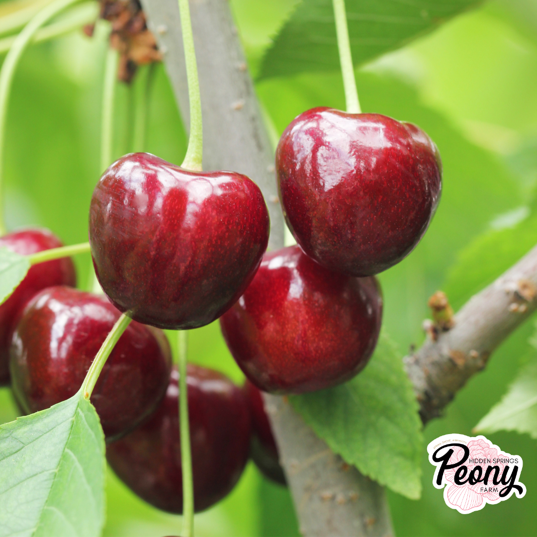 Lapins Sweet Cherry Tree - Bare Root — Hidden Springs Peony Farm
