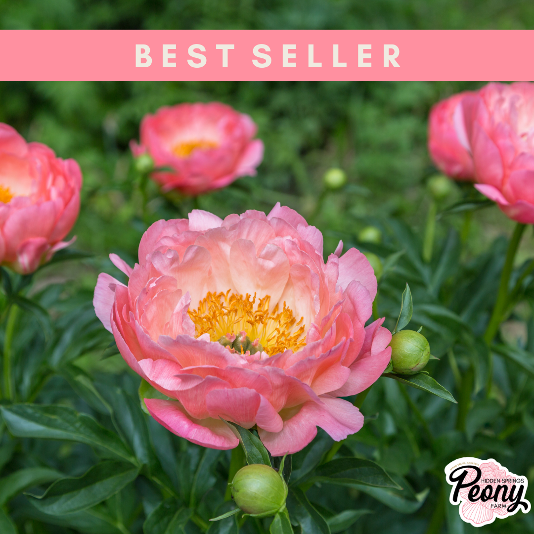Coral Sunset Peony — Hidden Springs Peony Farm