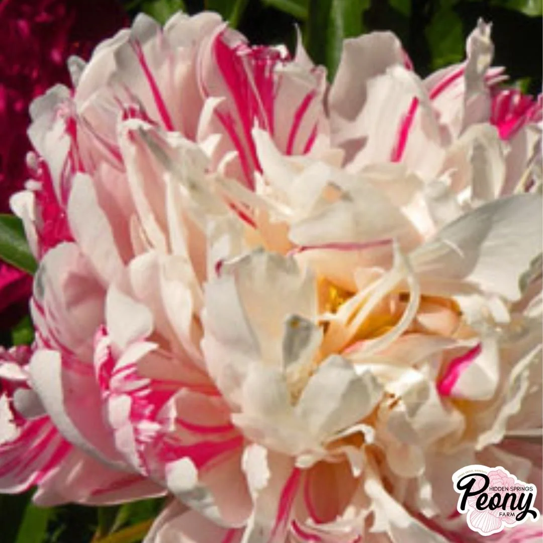 Candy Stripe Peony — Hidden Springs Peony Farm