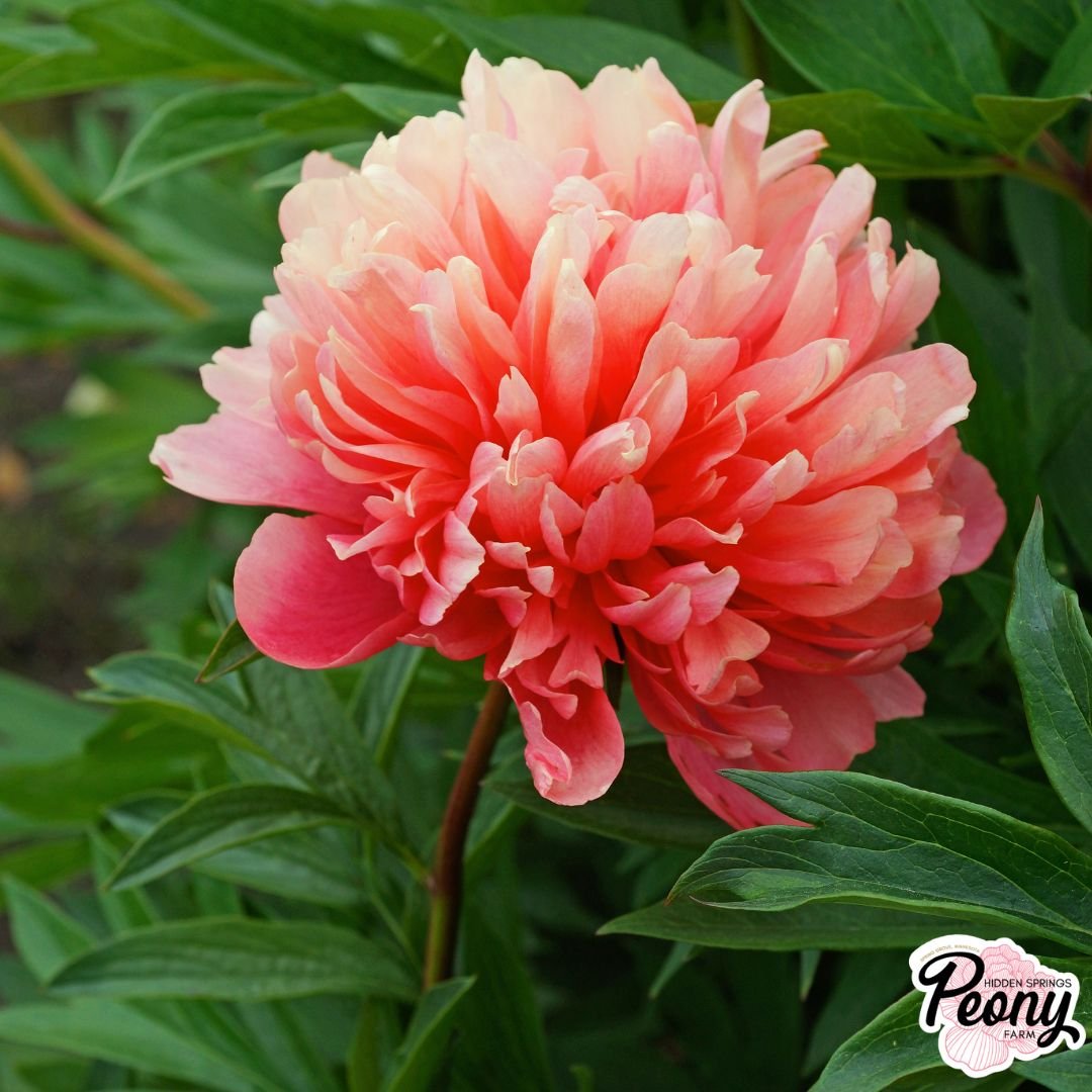 Coral Sunset Peony — Hidden Springs Peony Farm