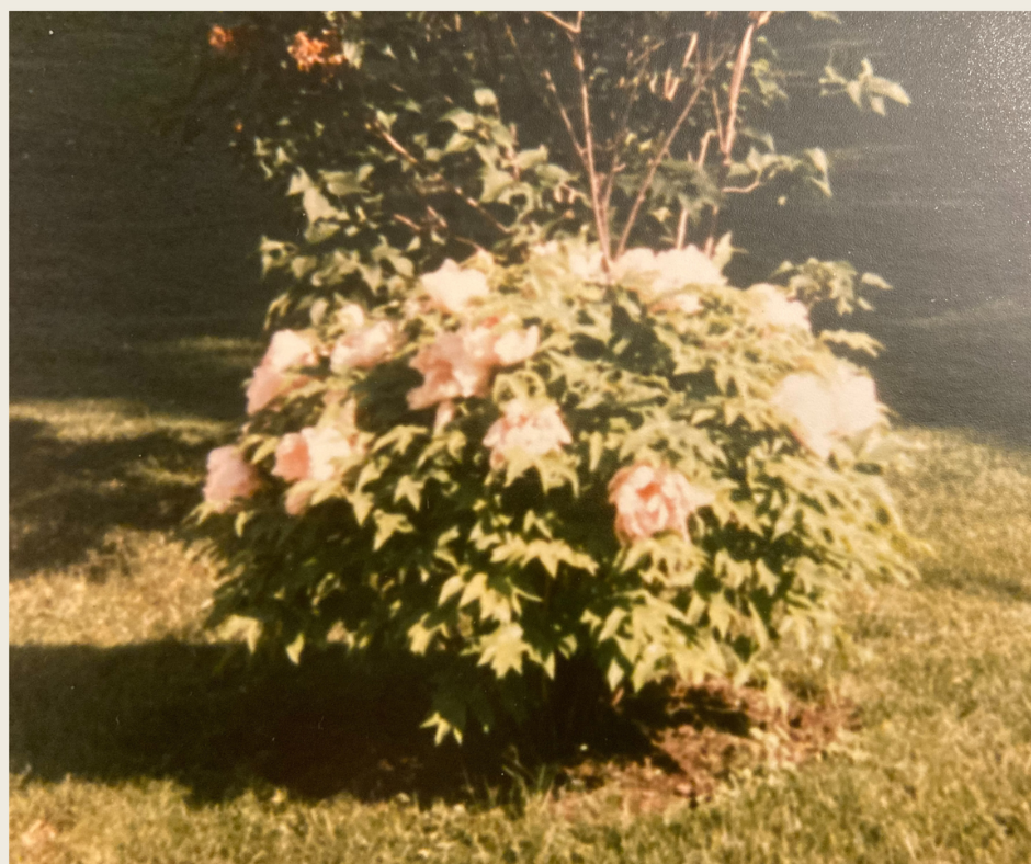 How a peony can become a family heirloom — Hidden Springs Peony Farm