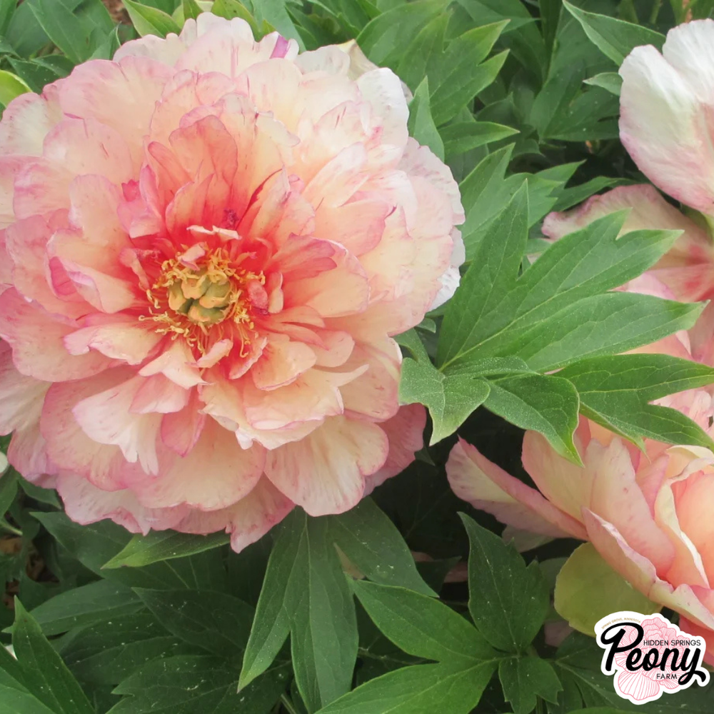 Shop Bare Root Peonies - Free Shipping on orders over $175 — Hidden ...