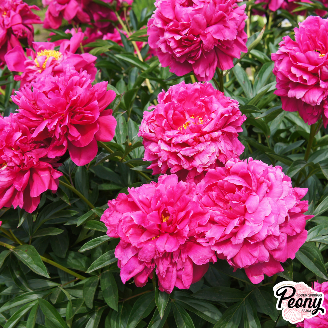 Fern Leaf Peony (P. Tenuifolia) — Hidden Springs Peony Farm