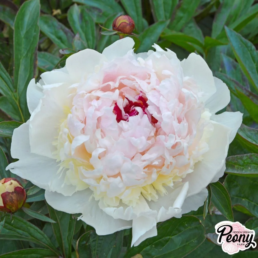 Shop Bare Root Peonies - Free Shipping on orders over $175 — Hidden ...