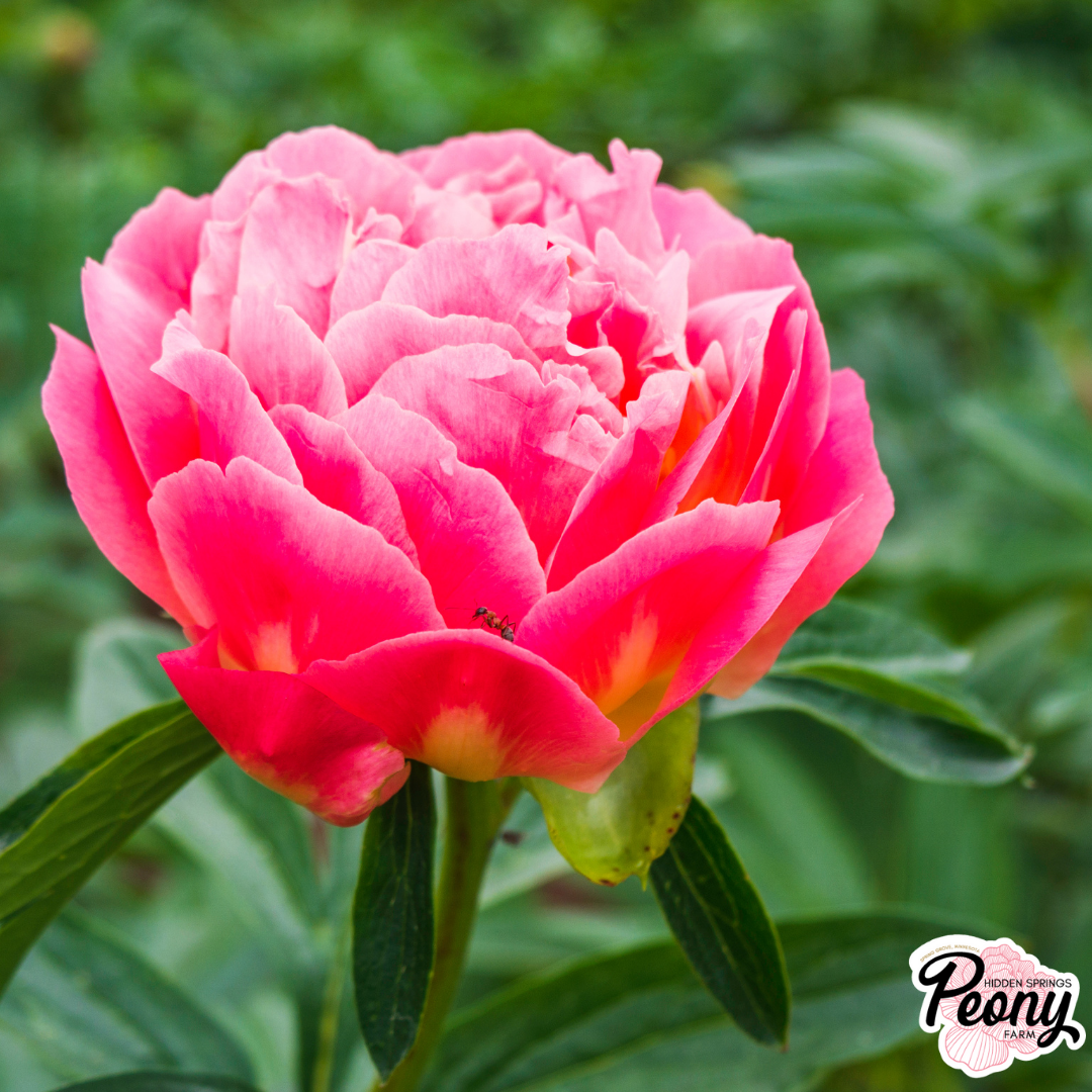 Cytherea Peony — Hidden Springs Peony Farm
