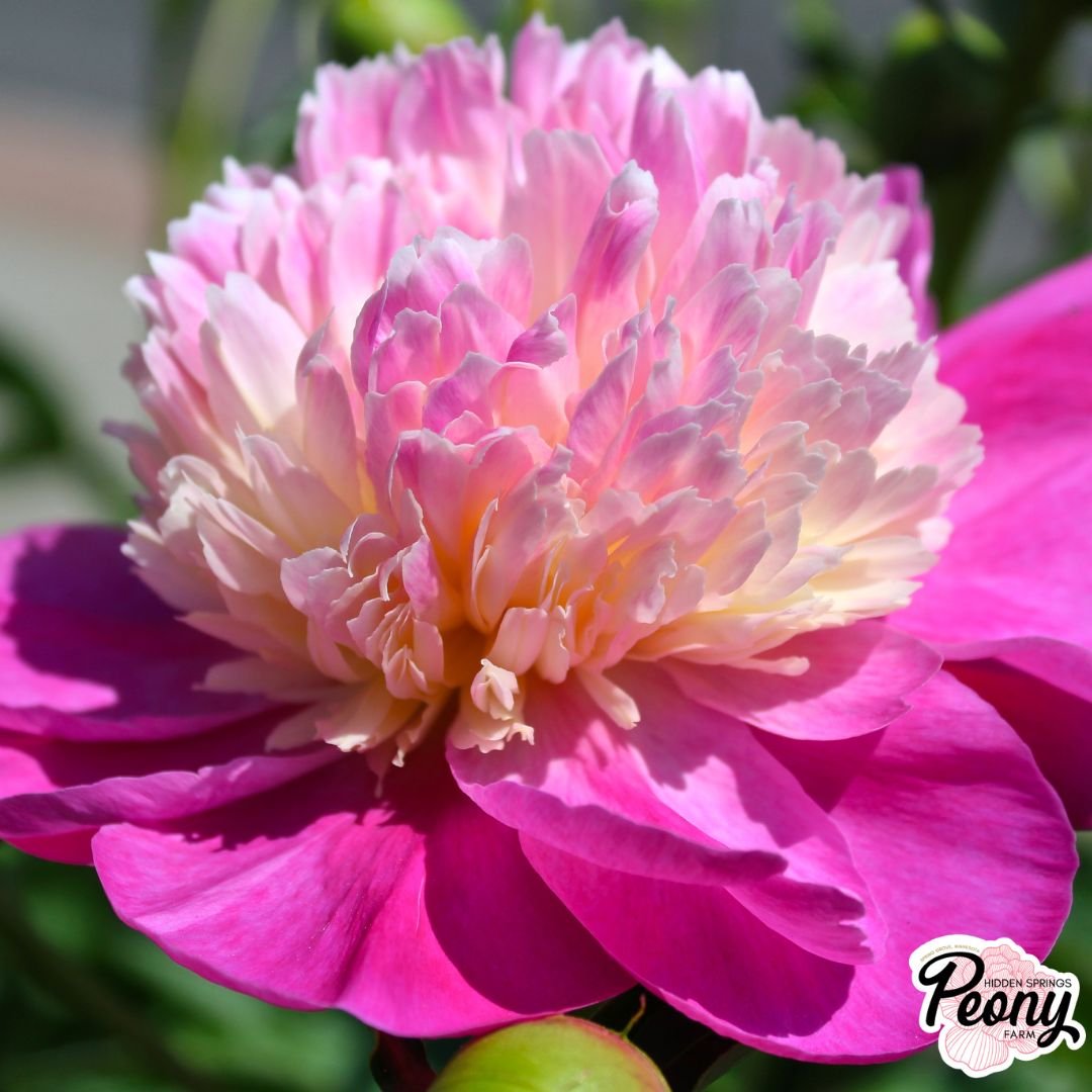 Shop Bare Root Peonies - Free Shipping on orders over $175 — Hidden ...