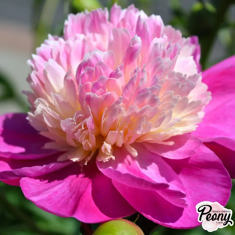 Shop Bare Root Peonies - Free Shipping on orders over $175 — Hidden ...