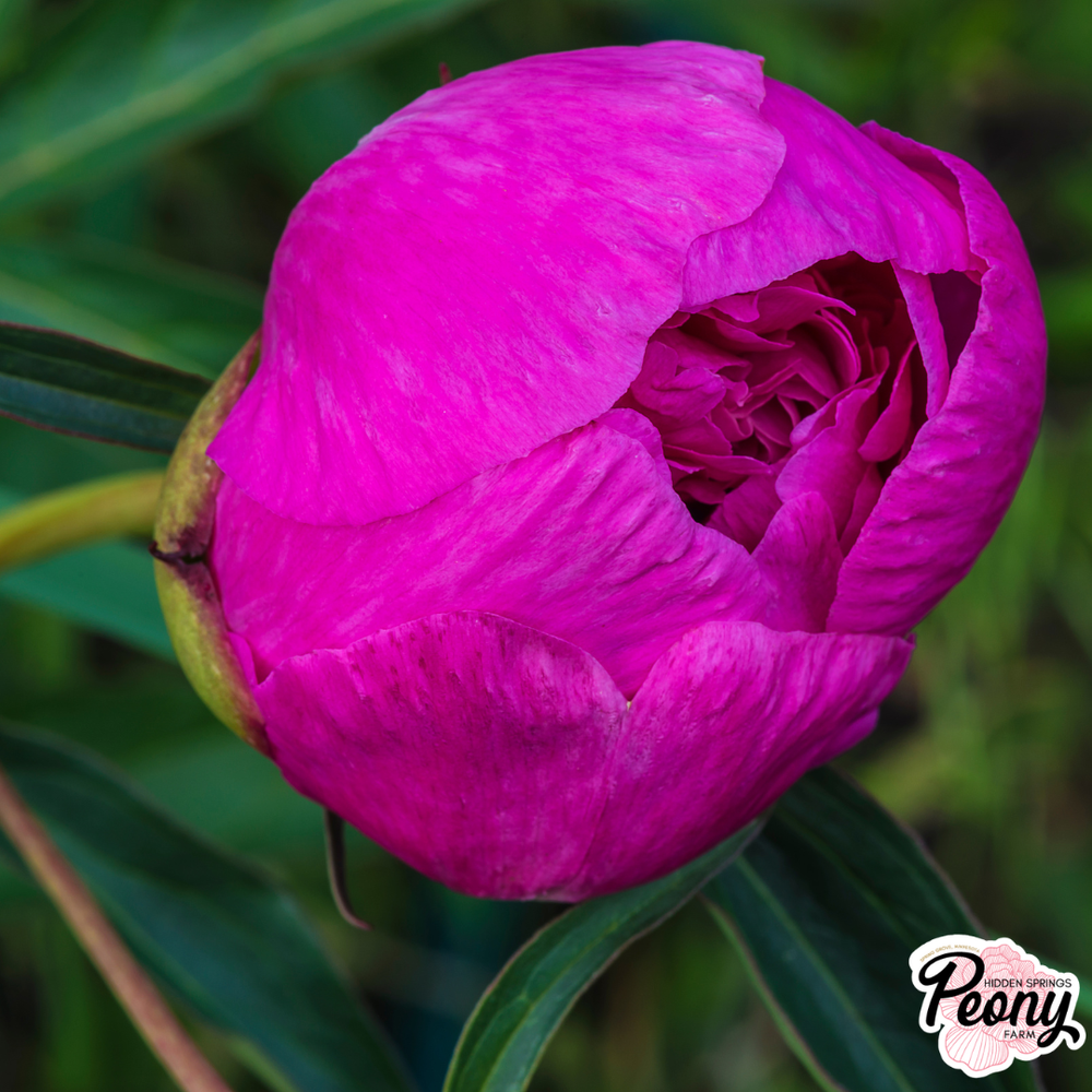 Shop Bare Root Peonies - Free Shipping on orders over $175 — Hidden ...