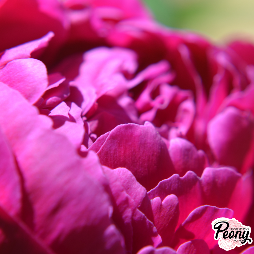Fern Leaf Peony (P. Tenuifolia) — Hidden Springs Peony Farm