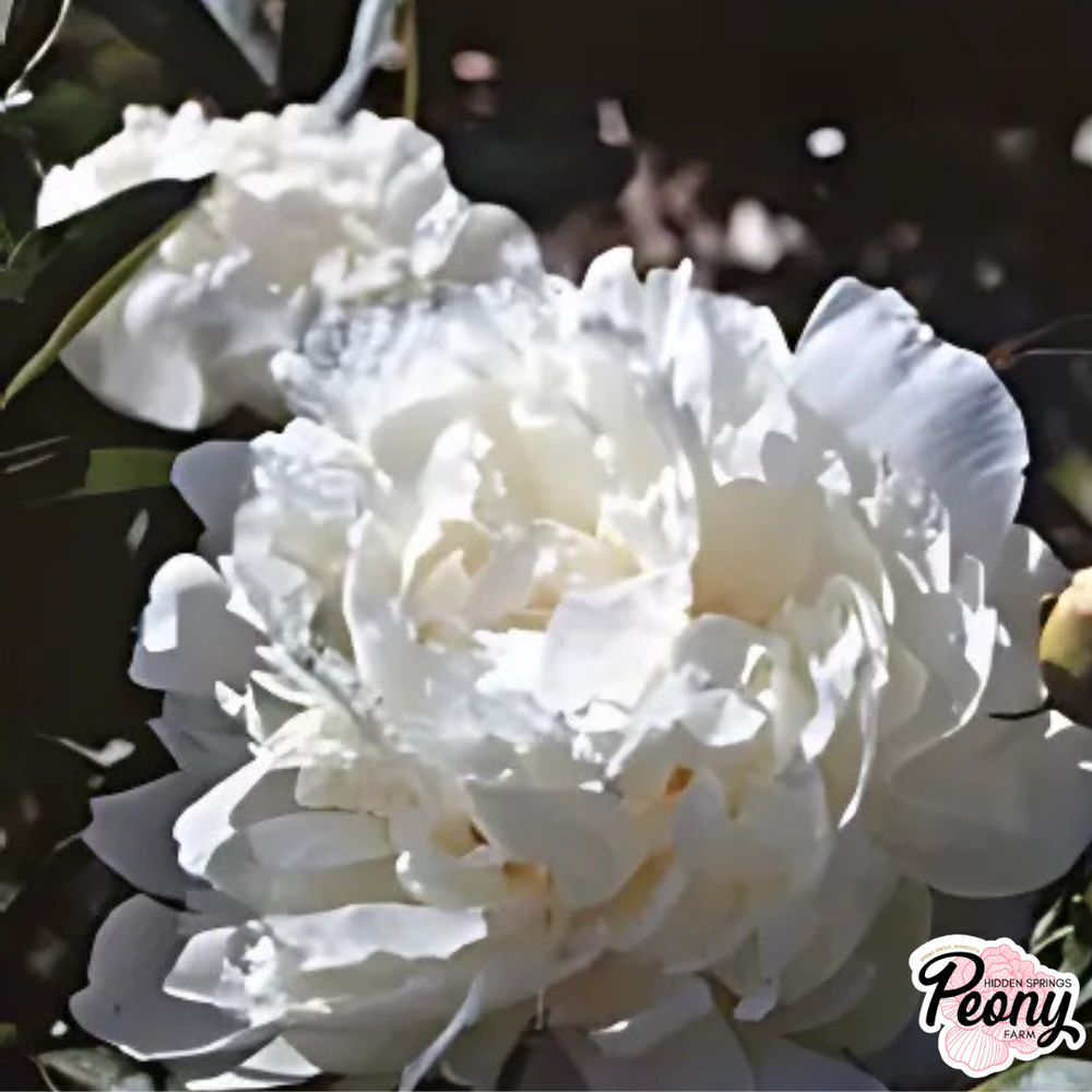 Shop Bare Root Peonies - Free Shipping on orders over $175 — Hidden ...