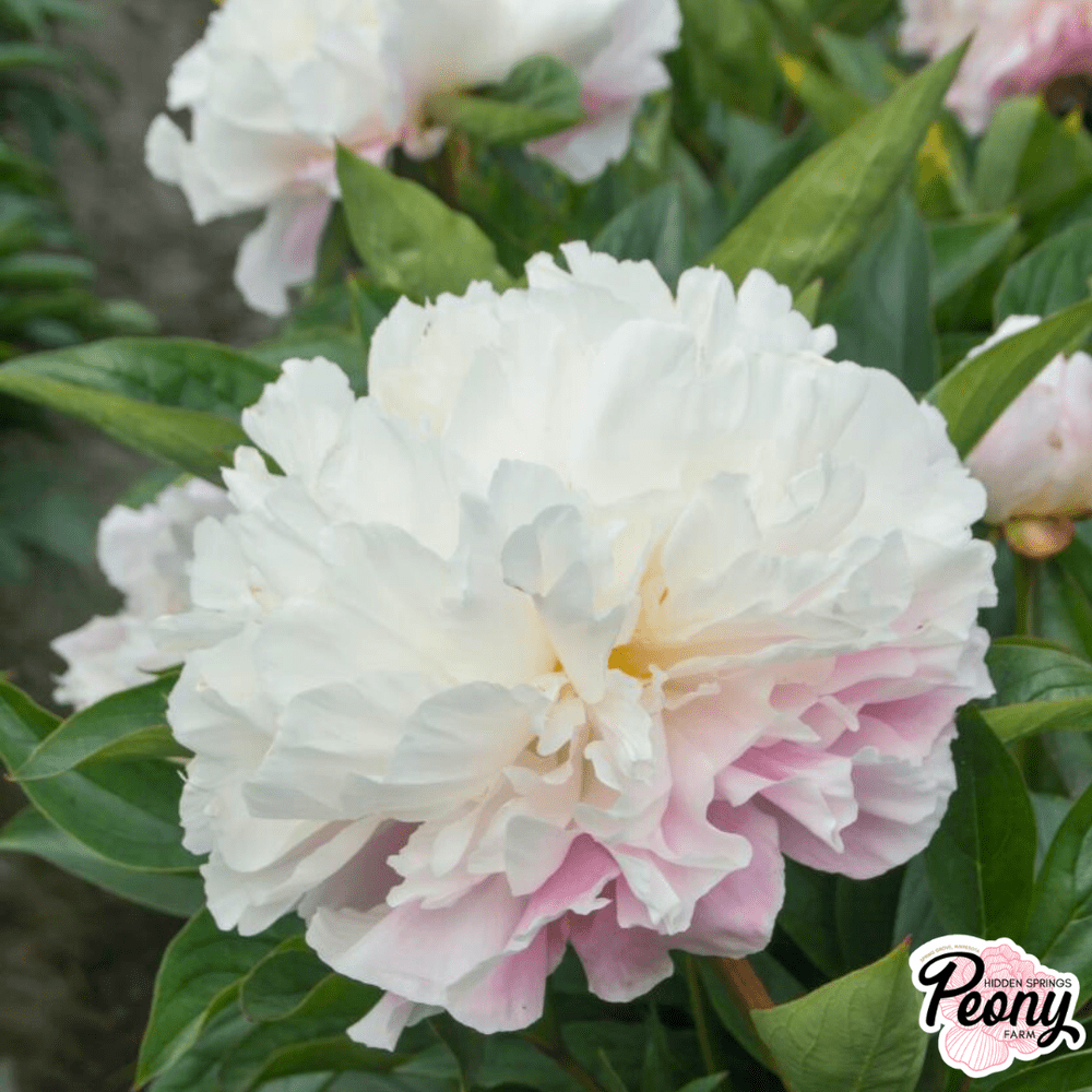 Shop Bare Root Peonies - Free Shipping on orders over $175 — Hidden ...