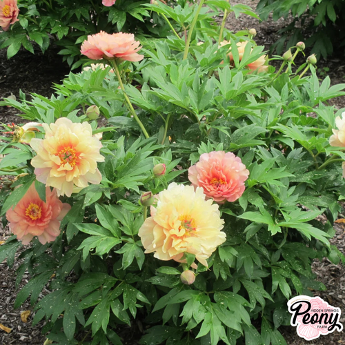 Shop Bare Root Peonies - Free Shipping on orders over $175 — Hidden ...