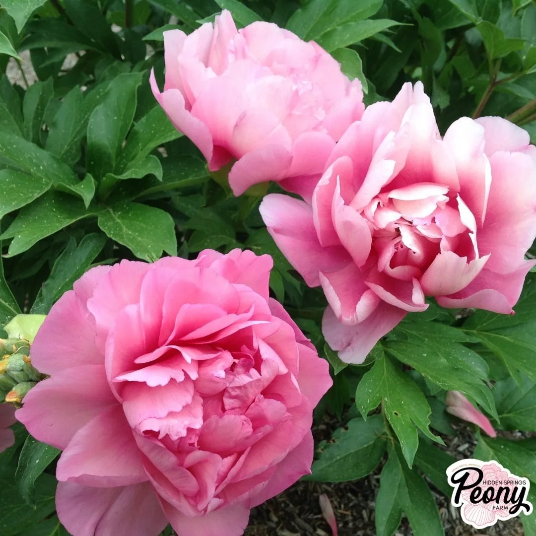 Shop Bare Root Peonies - Free Shipping on orders over $175 — Hidden ...