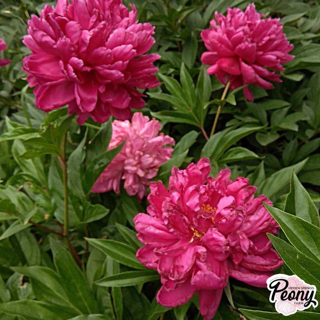 Fern Leaf Peony (P. Tenuifolia) — Hidden Springs Peony Farm