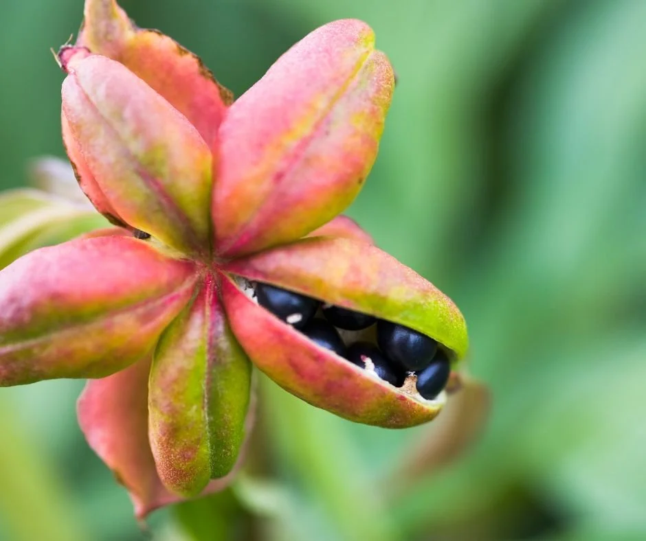 How to Grow Peonies from Seed — Hidden Springs Peony Farm