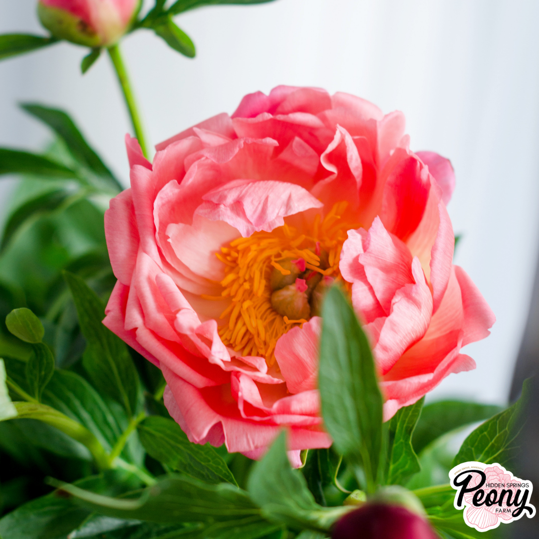 Shop Bare Root Peonies — Hidden Springs Peony Farm