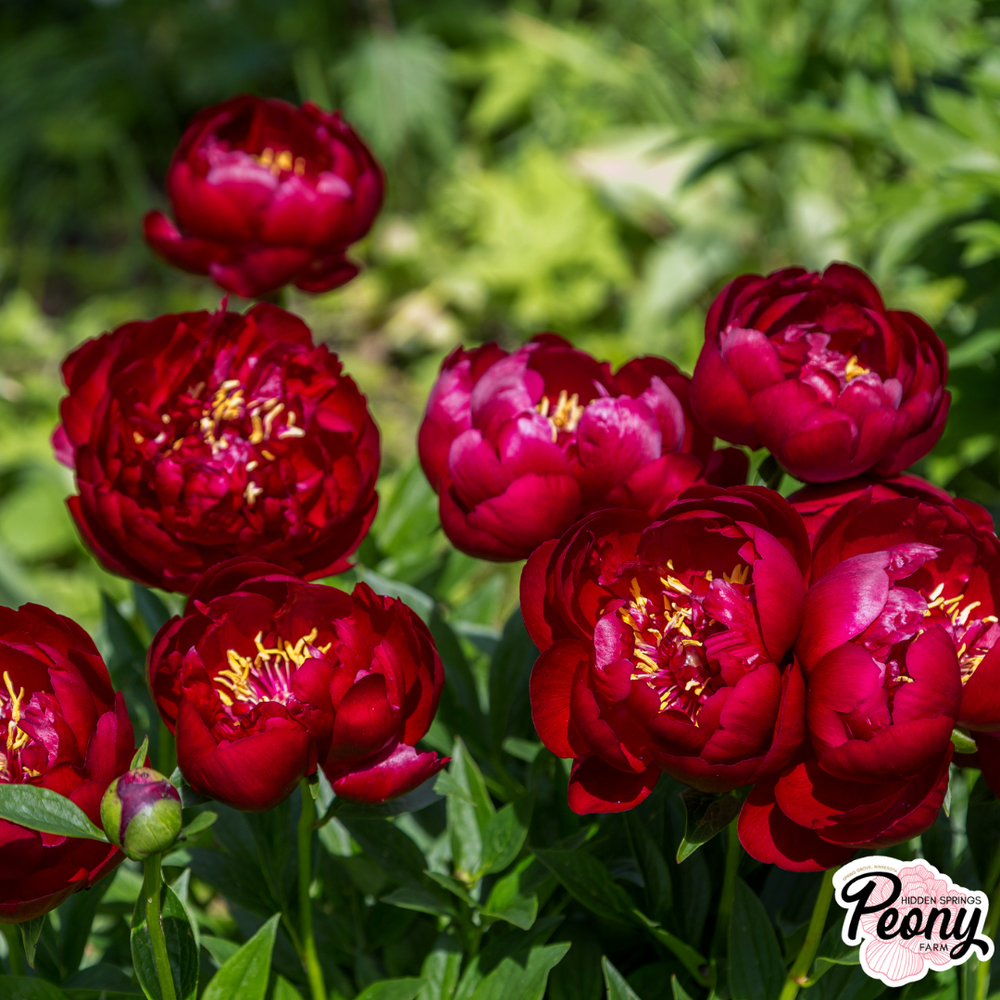 Fern Leaf Peony (P. Tenuifolia) — Hidden Springs Peony Farm