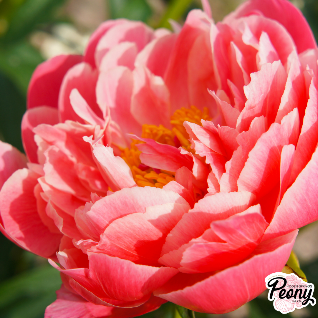 Cytherea Peony — Hidden Springs Peony Farm