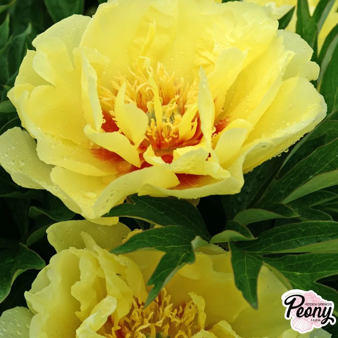 Shop Bare Root Peonies - Free Shipping on orders over $175 — Hidden ...