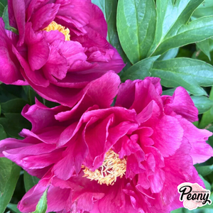 Shop Bare Root Peonies - Free Shipping on orders over $175 — Hidden ...