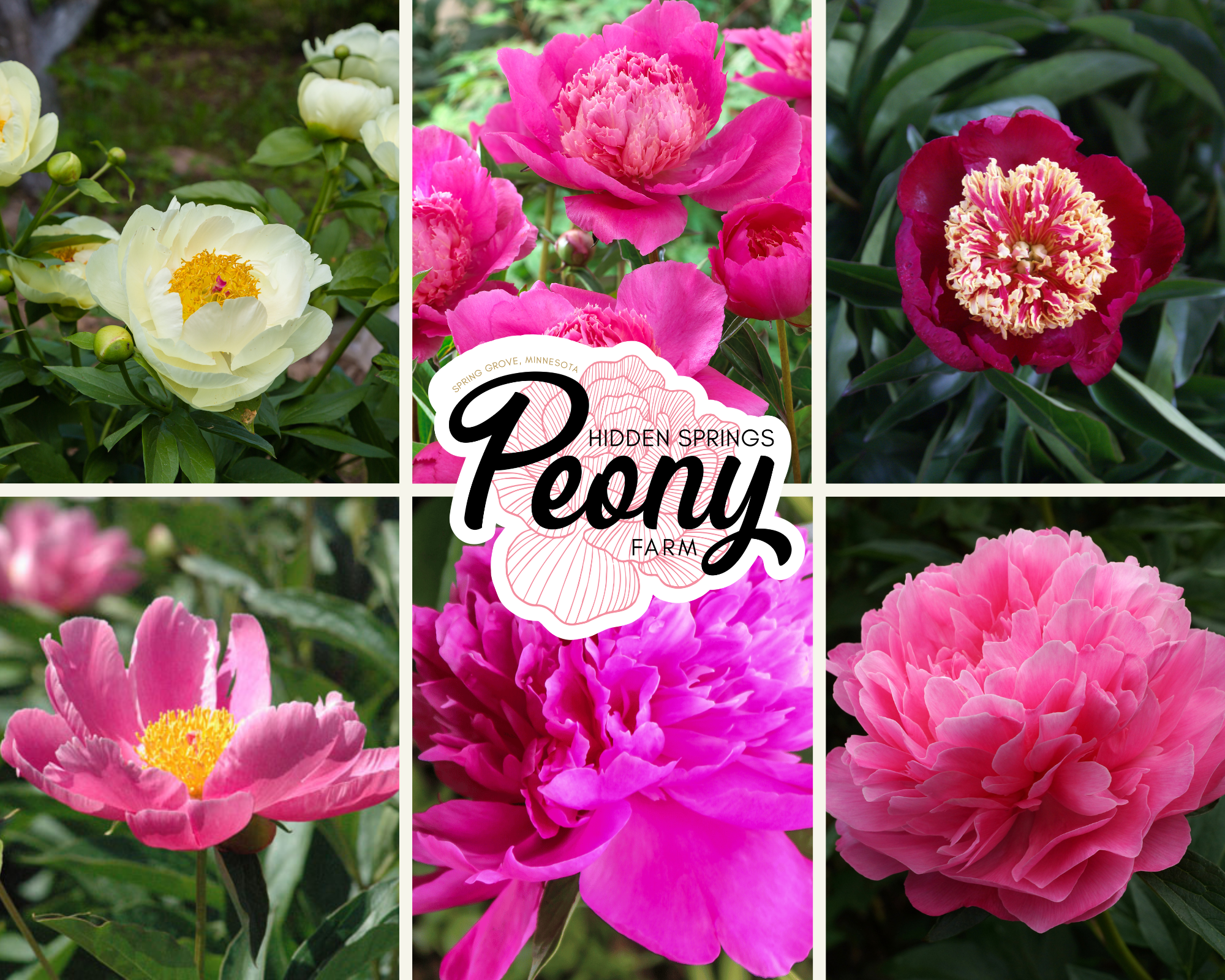 The Six Official Peony Flower Forms — Hidden Springs Peony Farm