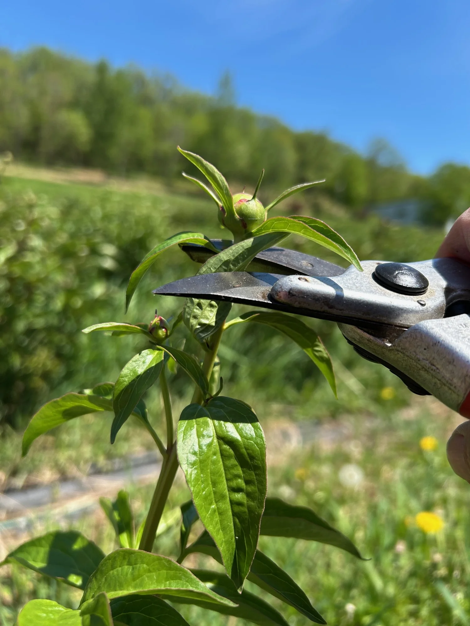 Why you should snip off your peony buds the first year — Hidden Springs ...