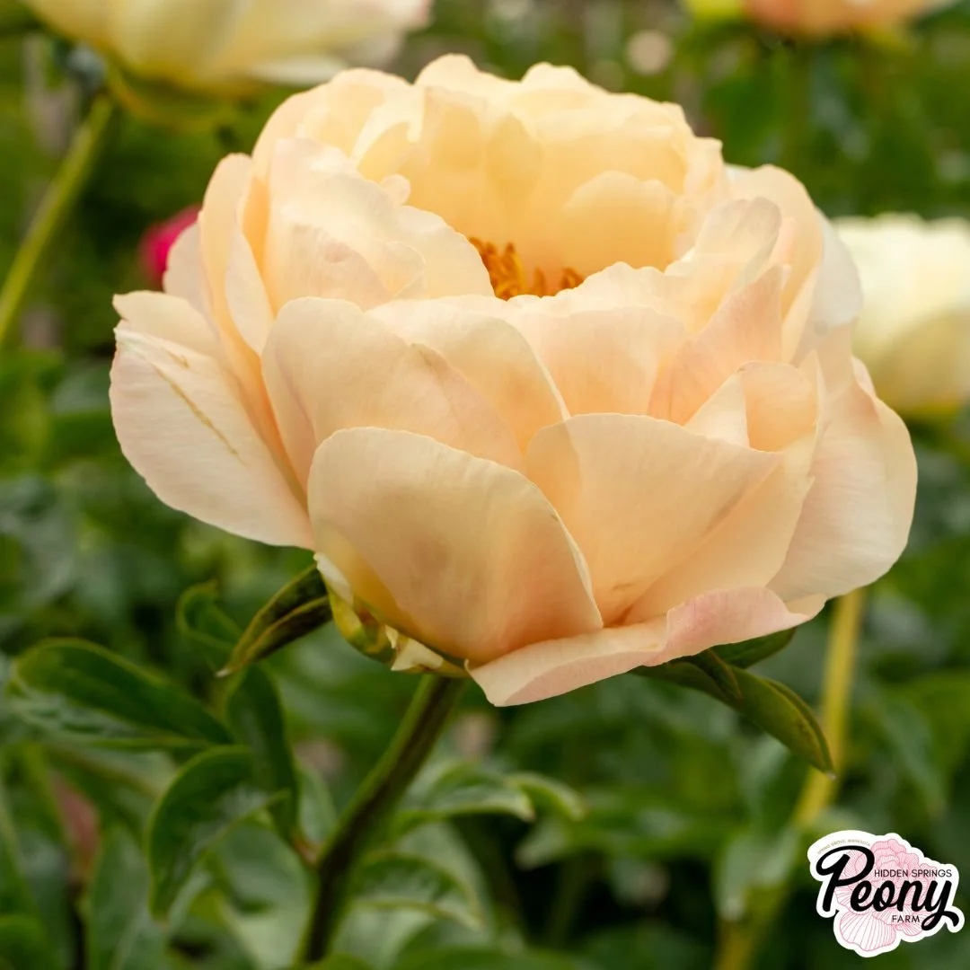Coral Sunset Peony — Hidden Springs Peony Farm