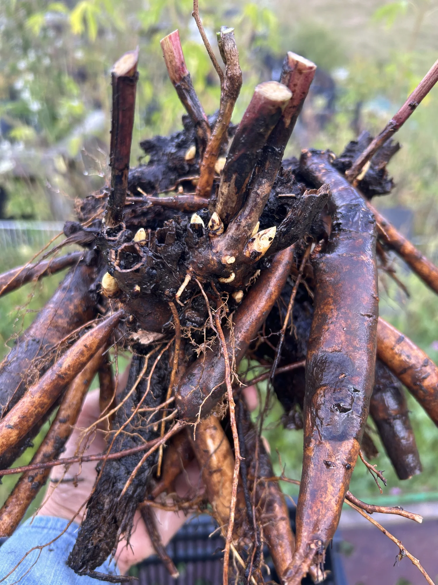How to divide and transplant peonies — Hidden Springs Peony Farm