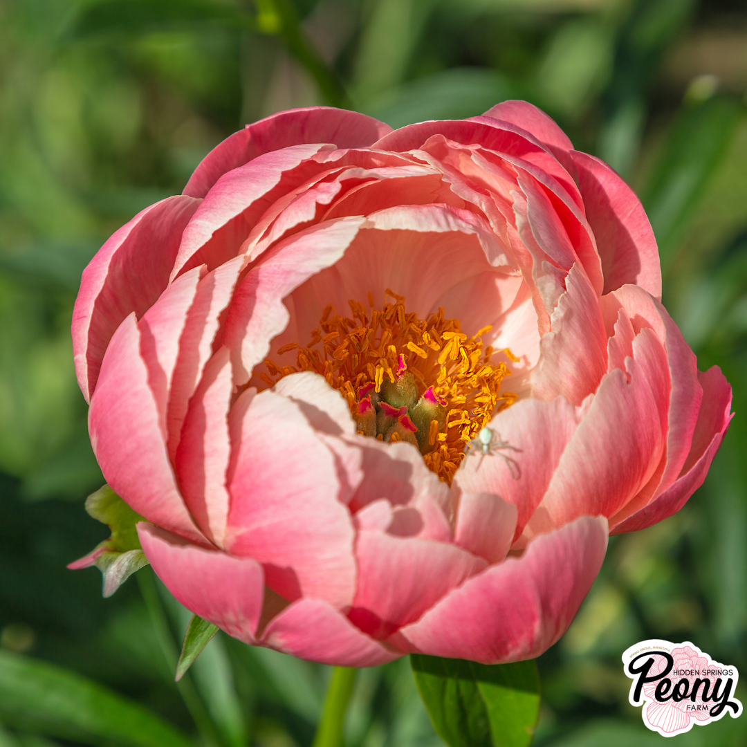 Shop Bare Root Peonies - Free Shipping on orders over $175 — Hidden ...
