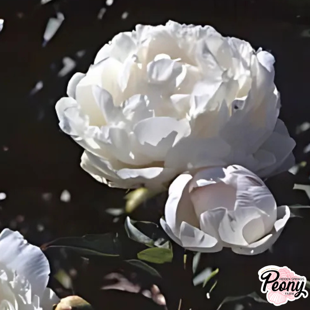 Shop Bare Root Peonies - Free Shipping on orders over $175 — Hidden ...