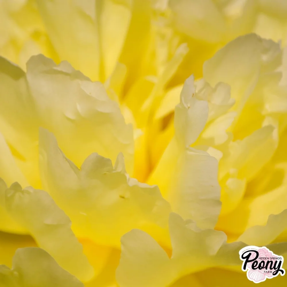 Bartzella Intersectional Peony — Hidden Springs Peony Farm