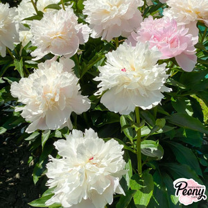 Shop Bare Root Peonies - Free Shipping on orders over $175 — Hidden ...
