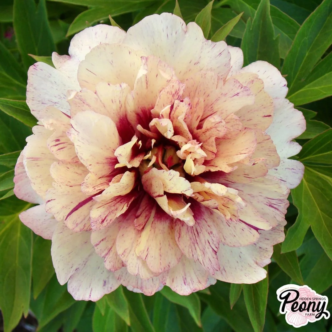 Shop Bare Root Peonies - Free Shipping on orders over $175 — Hidden ...