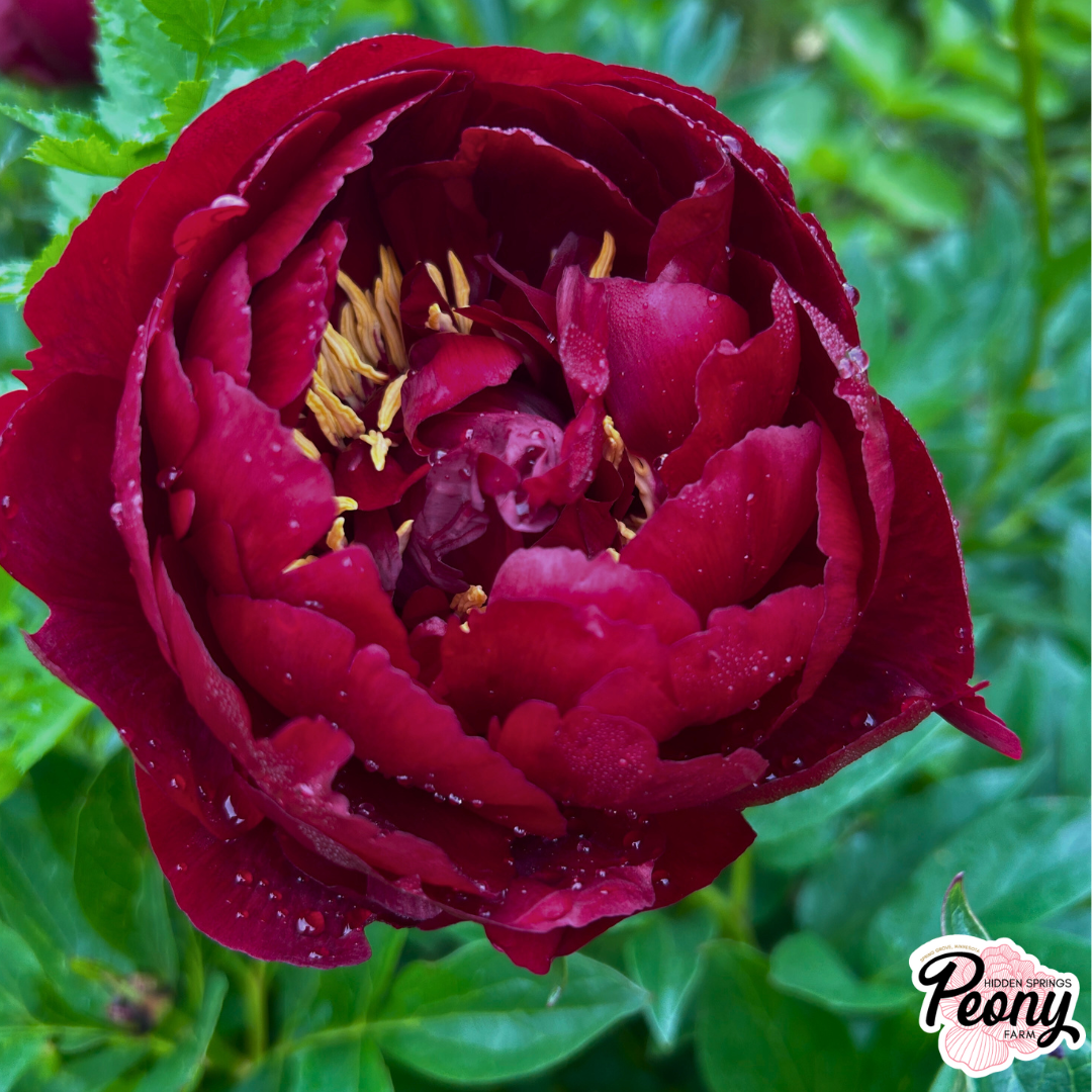 Fern Leaf Peony (P. Tenuifolia) — Hidden Springs Peony Farm
