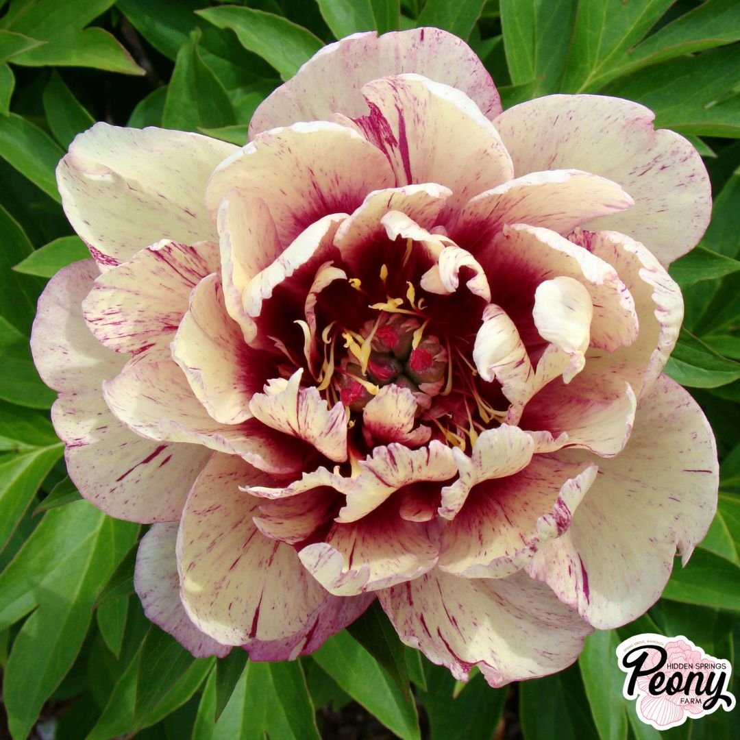 Shop Bare Root Peonies - Free Shipping on orders over $175 — Hidden ...