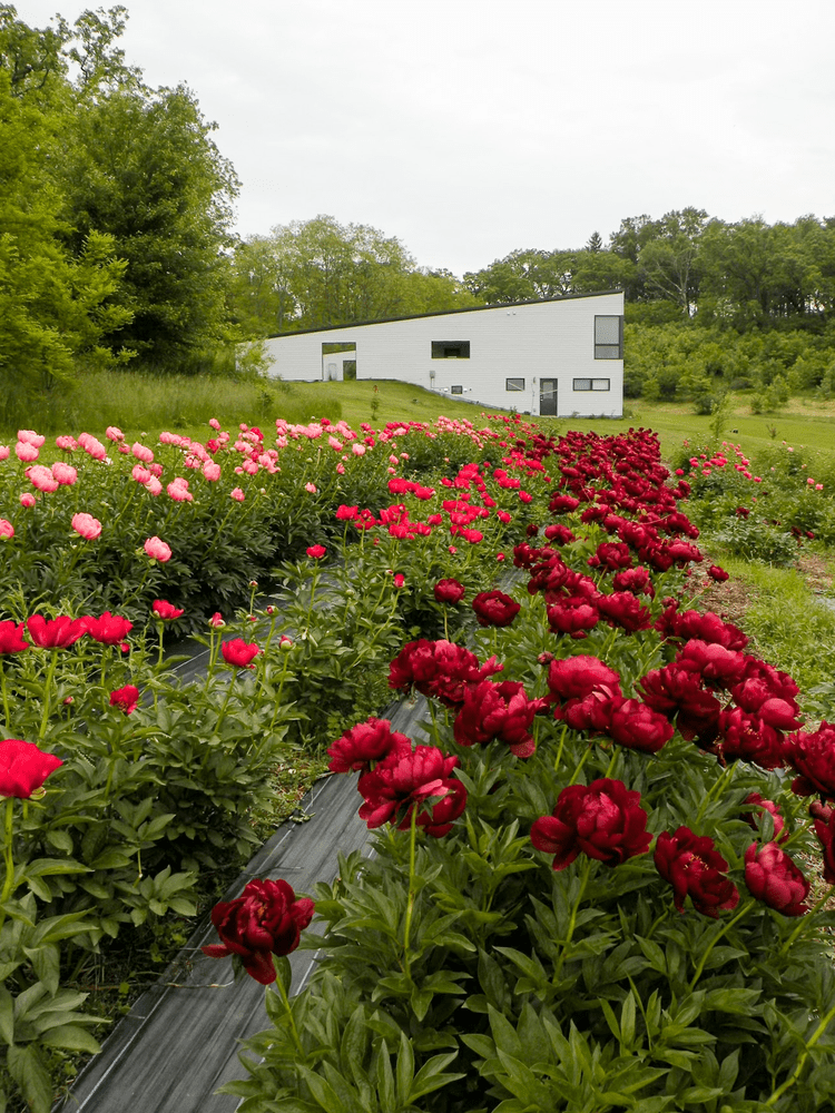 Hidden Springs Peony Farm