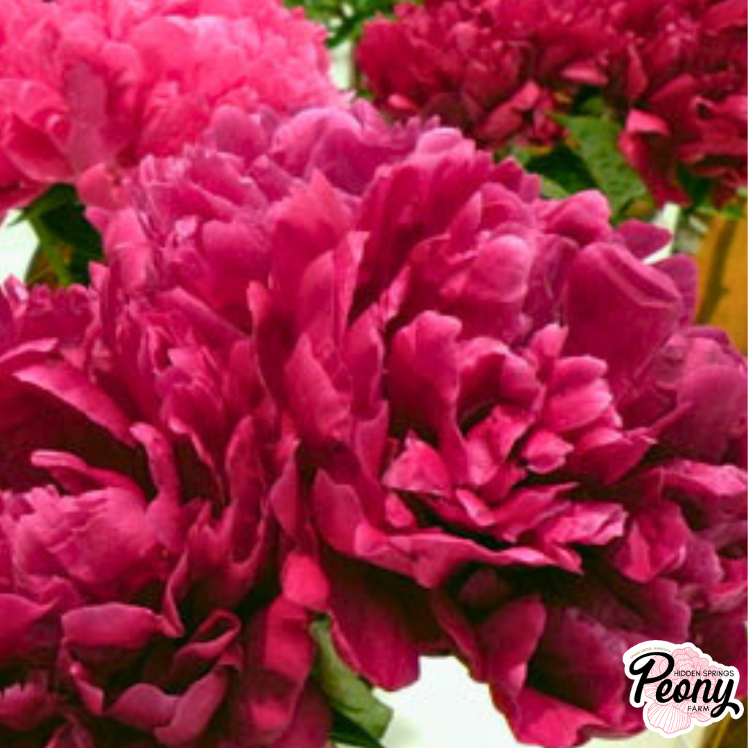 Shop Bare Root Peonies - Free Shipping on orders over $175 — Hidden ...